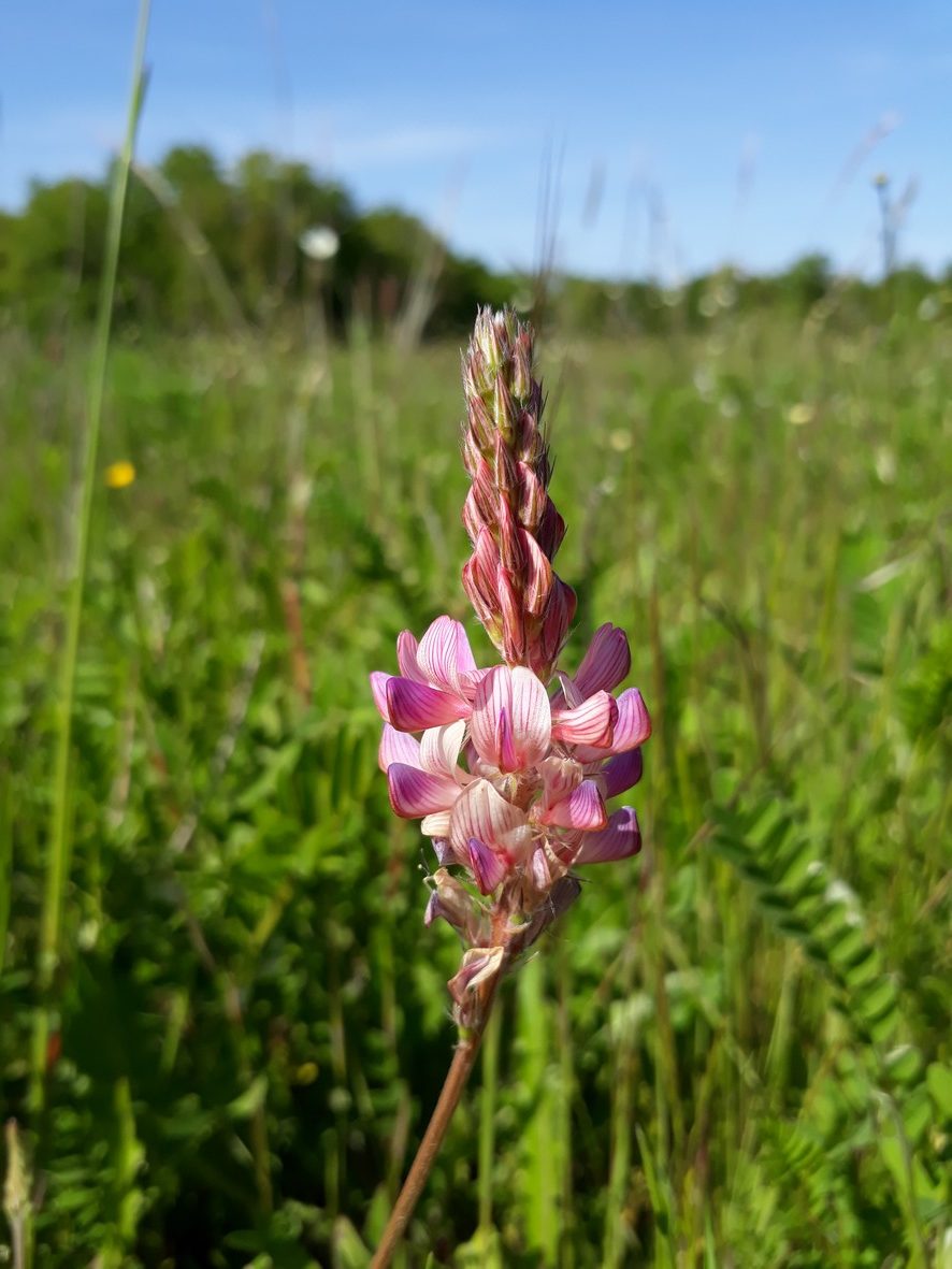 Prairies et cultures - L'Ecoferme de l'Azuré